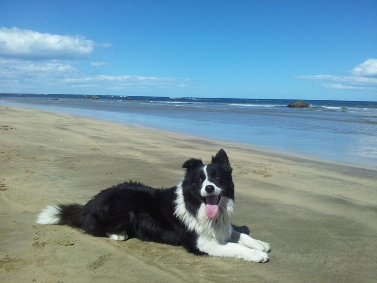 Chiefy Gee – A Border Collie in New Zealand
